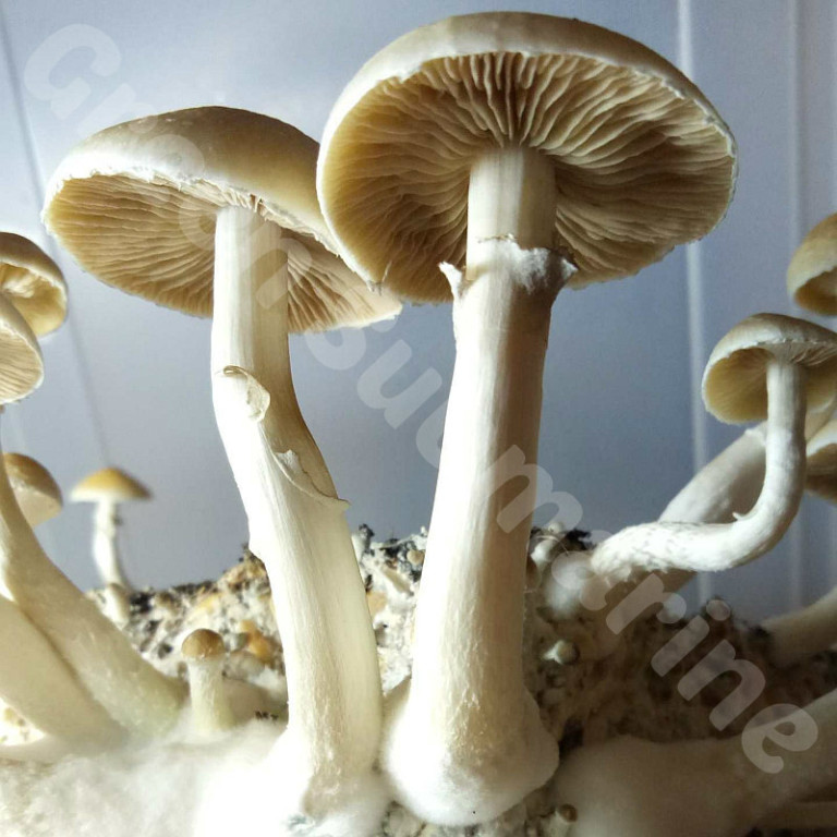 Споры грибов - Psilocybe Natalensis. Активный вид из Южной Африки.